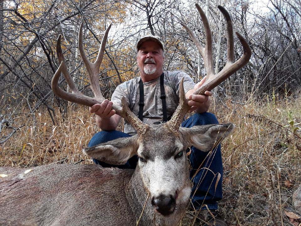 Desert Mule Deer